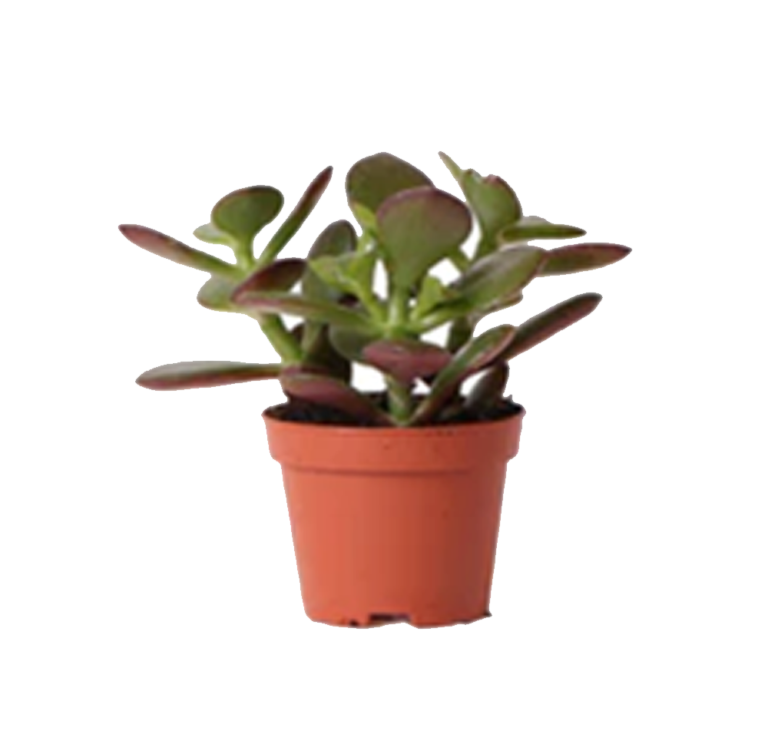 Crassula Ovata h8cm | serenityfarm